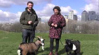 6 Adorable Photos Of The Oxford-Cambridge Goat Race