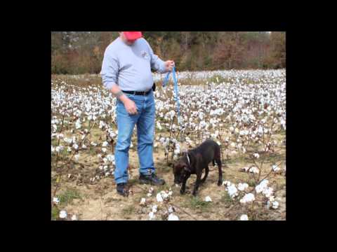 EMMA PICKING COTTON