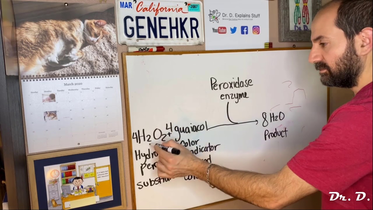 Enzyme Lab Explained!