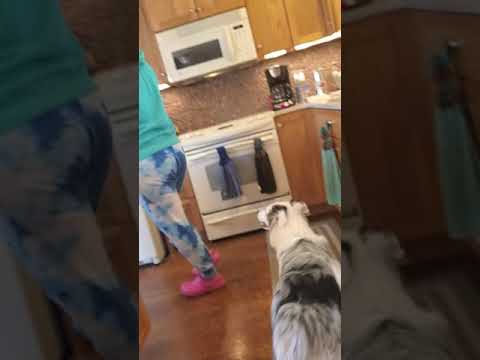 Chewy's full-time job...following me around 5 days a week.