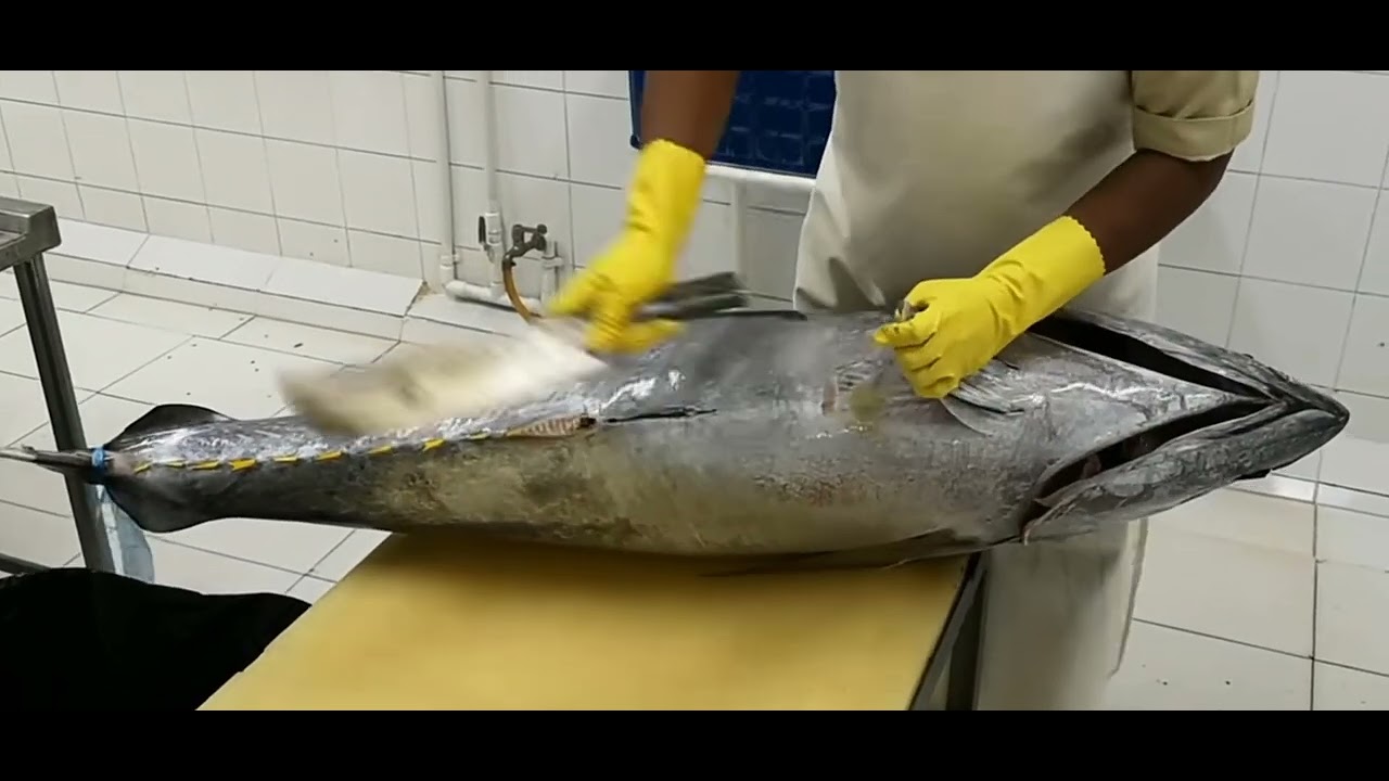 GIZI PADA IKAN