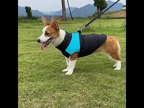 Cotton waterproof jacket for dogs, warm dog clothes, small, large, puppy, French bulldog, chihuahua
