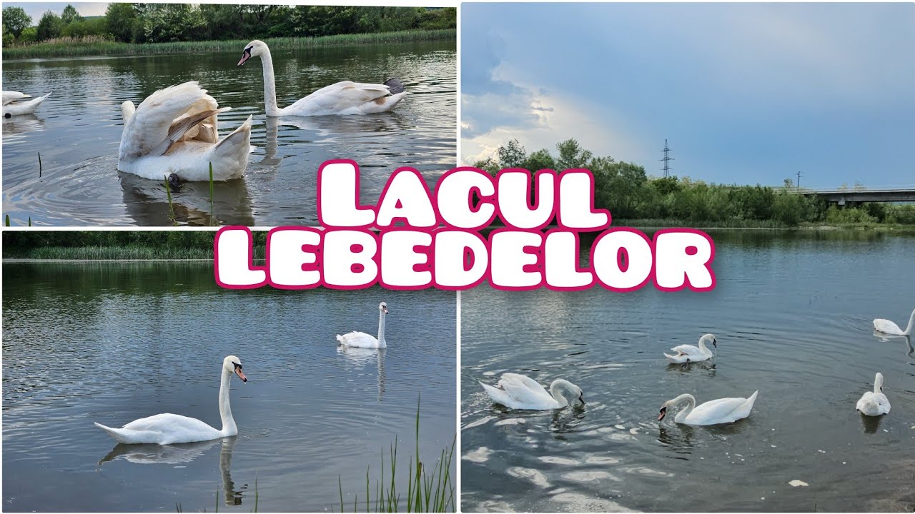 (VIDEO) Lacul lebedelor de pe râul Strei, atracție turistică | Ziarul ...