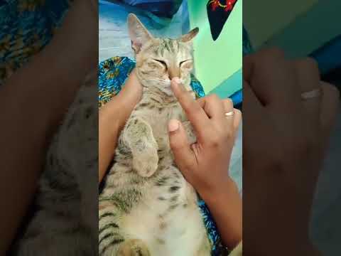 Fat Cat | Cat Funny Videos |funny cat |try not to laugh challenge #Shorts