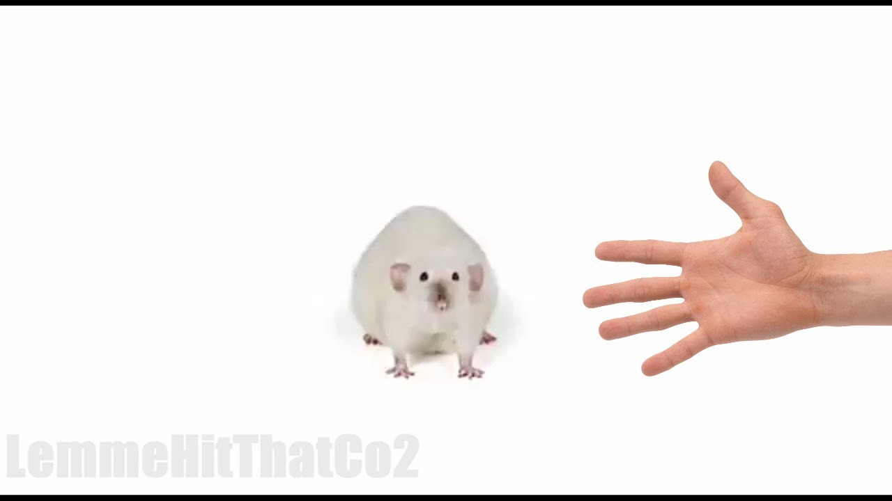 Grab The Rat