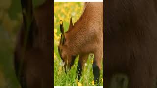 Best Dionis Goat Milk Body Lotion #top_milk_body_lotion #Shorts