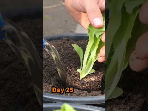 Growing Iceberg Lettuce from Seed to Harvest