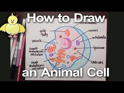 How To Draw An Animal Cell Step by Step – I'm Youtuber – Follow my ...