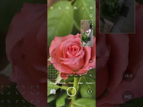vivo x 200 pro macro test