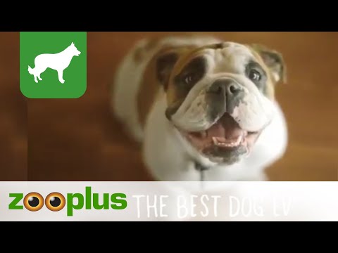 Hundetrockenfutter | Merrick | zooplus