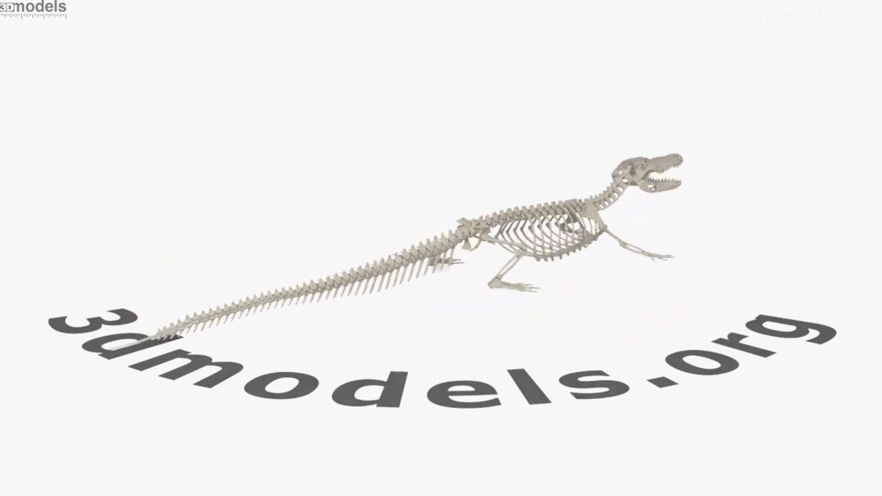 Crocodile Skeleton 3D model by 3DModels.org