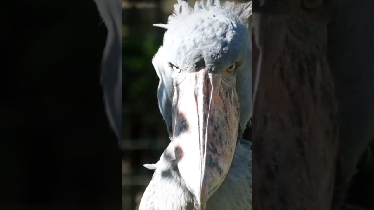 The Most Evil Looking Bird EVER!!! #shorts #birds