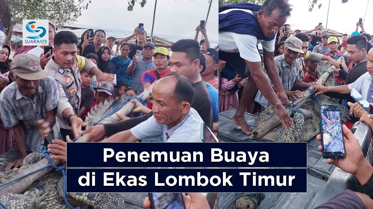 Warga Ekas Buana Dihebohkan Penemuan Buaya di Laut Gonsor - SUARANTB.com