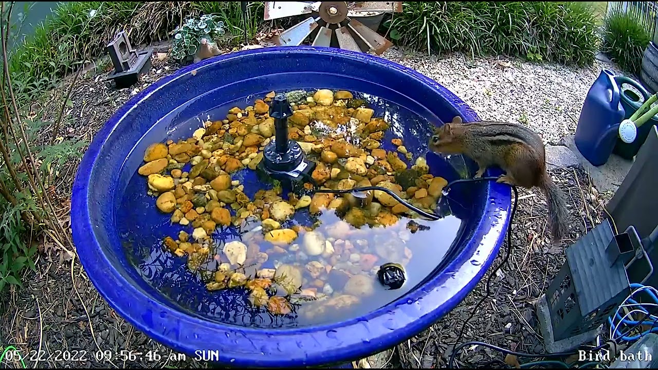 Eastern Chipmunk | Chipmunk Thirsty Mornings