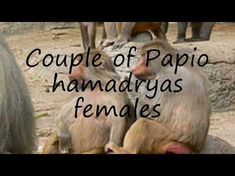How to pronounce Couple of Papio hamadryas females in English?
