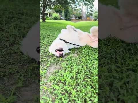 Dog for adoption - Ursus, a Great Pyrenees in Burnsville, MN | Petfinder