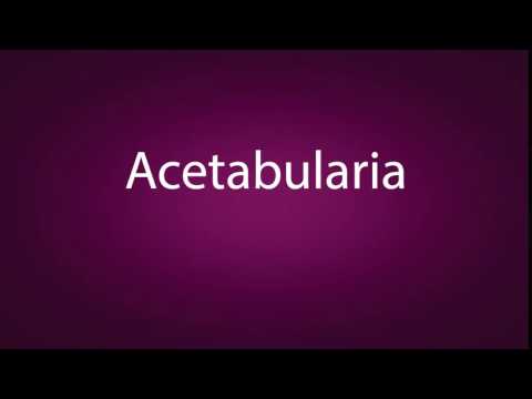 How to pronounce Acetabularia