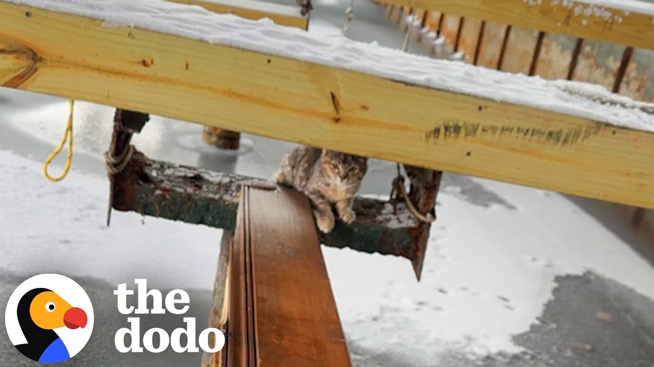 Man Allergic To Cats Becomes Cat Rescuer After Saving One Kitten | The Dodo