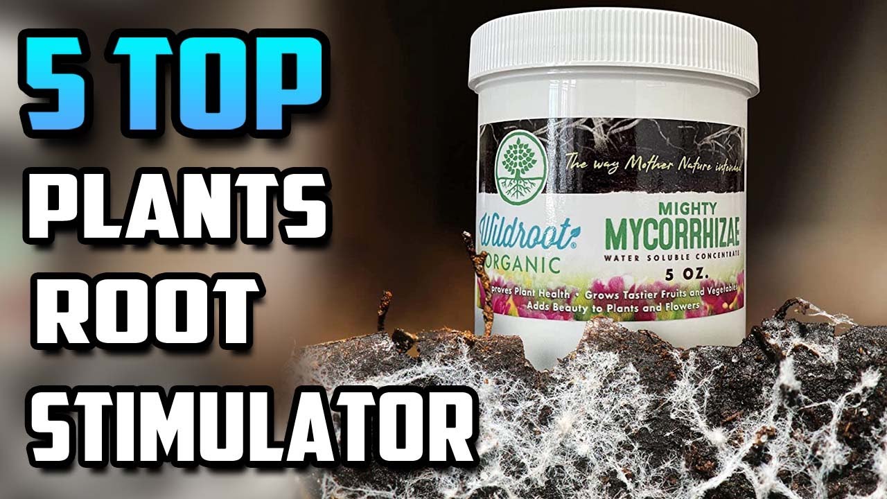 Best Root Stimulator For Plants