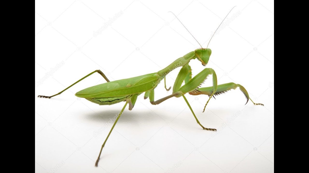 Tough Fighting Mantis Drills