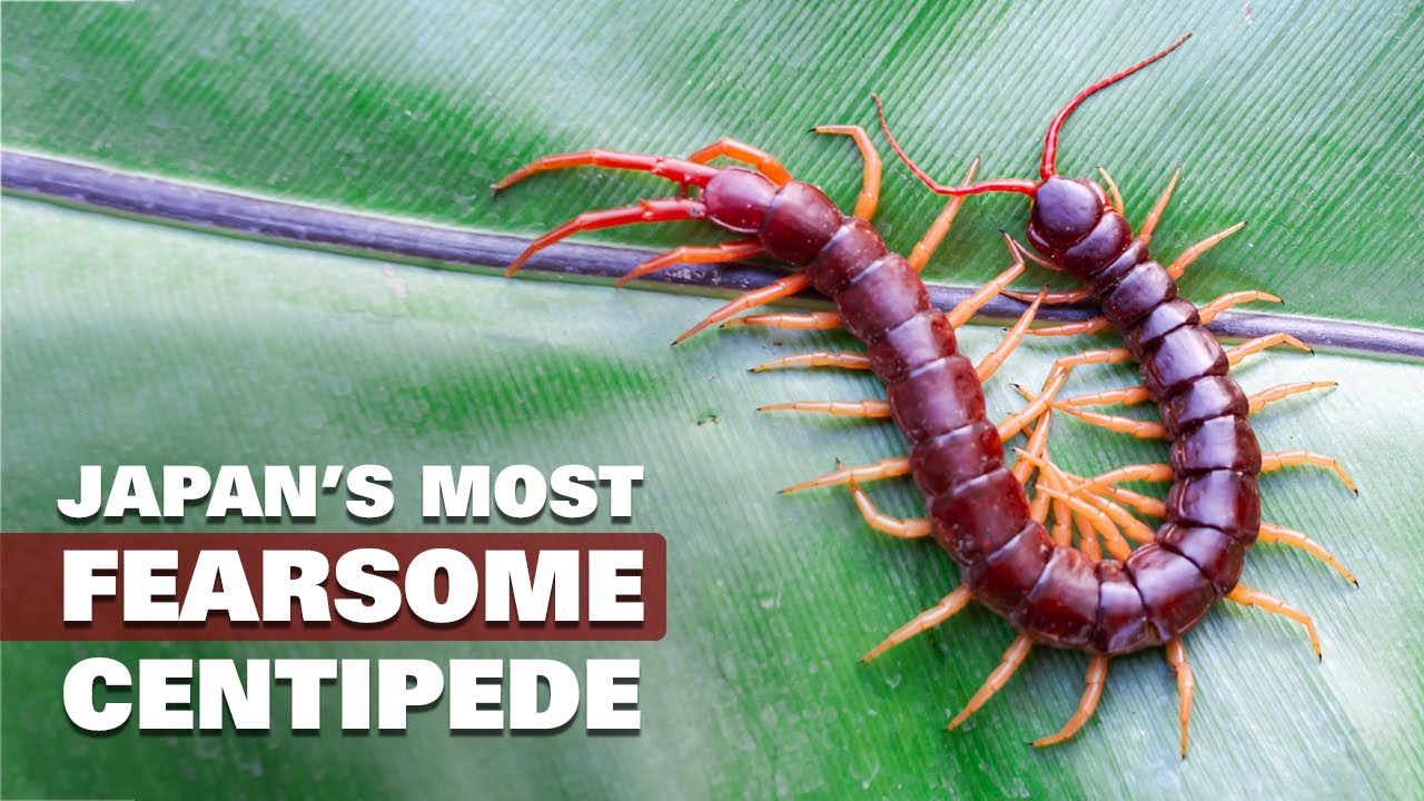 Japan's Most Fearsome Centipede