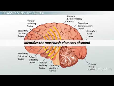 Sensory Cortex Definition Function Video Lesson Transcript Study com