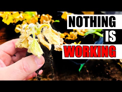Ketika Tak Ada yang Berjalan Baik - Garden Quickie Episode 241