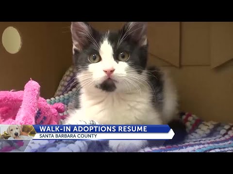 Santa Barbara Humane accepting walk-in adoptions on Saturdays