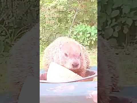 Woodchuck or a groundhog find the backyard buffet. The bunny is curious too.