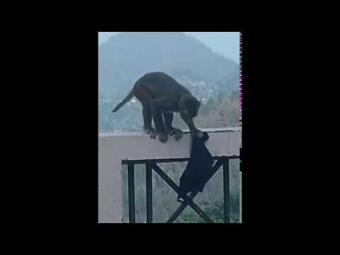 Angry Monkey Fallen Down