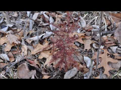 About Eastern red cedar Juniperus virginiana an EZ to Grow Native Tree