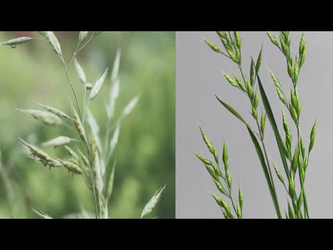 Weed Life-Cycle - Rye Brome and Meadow Brome