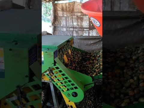 Arecanut Dehusking machine || Betel nut processing #arecanut #betelnut #adike #supari