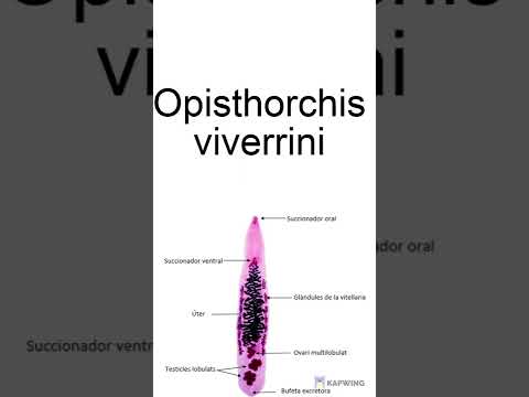 How to Pronounce Opisthorchis viverrini