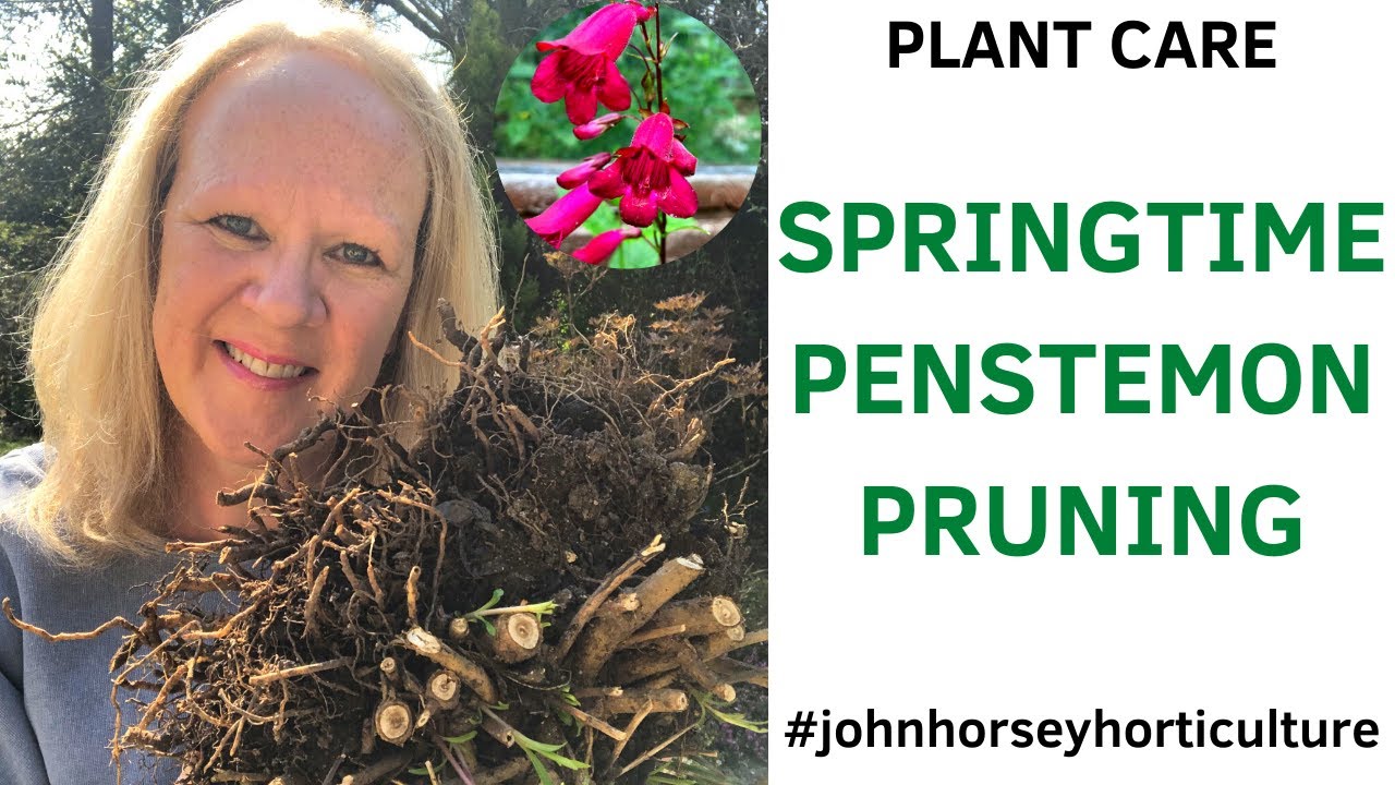 HOW TO PRUNE PENSTEMON IN SPRING - BEST WAY TO PRUNE PENSTEMON