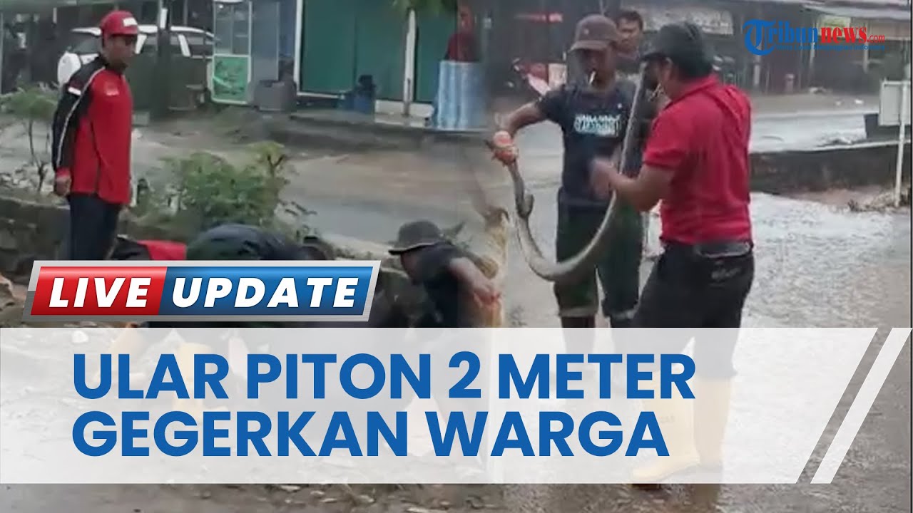 Sedang Kerja Bakti, Warga Batam Dihebohkan dengan Munculnya Ular Piton ... Sedang Kerja Bakti, Warga Batam Dihebohkan dengan Munculnya Ular Piton ...