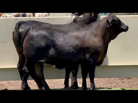 Golden Certified F1 Brangus Heifers - J&J Cattle Co