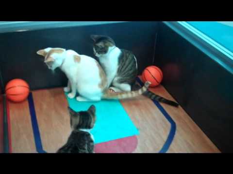 spcaLA & Long Beach Animal Care Services present March Madness!