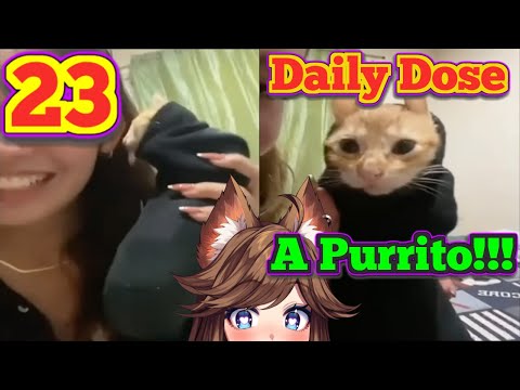Look at the little Purrito: Daily Dose of Internet 23 Vtuber Reaction