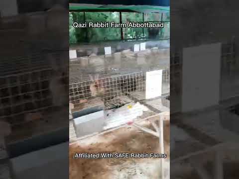 A New Farm (Qazi Rabbit Farm) Developed By SAFE Rabbit Farms Abbottabad Call/Whatsapp 03160330033