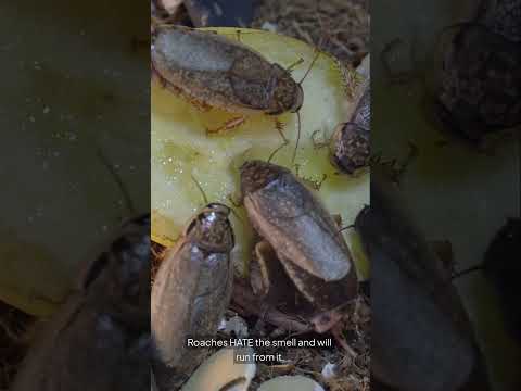 “4 Natural Roach Killers Hiding in Your Kitchen – #2 Is DEADLY”