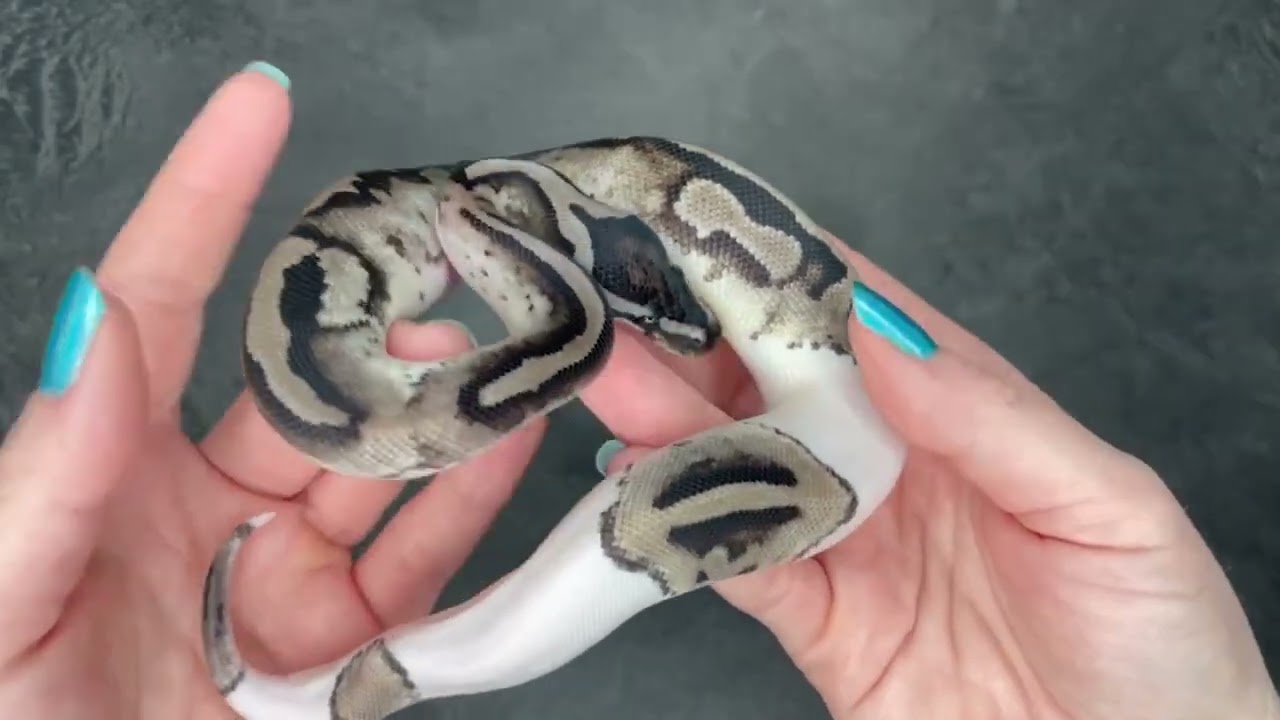 VPI Axanthic Piebald Ball Python - SOLD