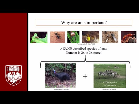 Why Are Ants Important? Biodiversity and the Evolution of the Ants: Talk by Corrie Moreau