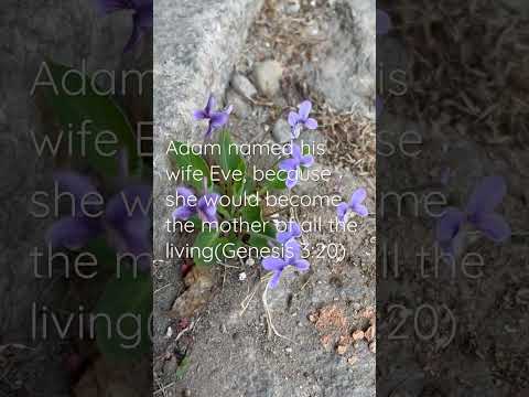 Adam named his wife Eve, because she would become the mother of all the living(Genesis 3:20)