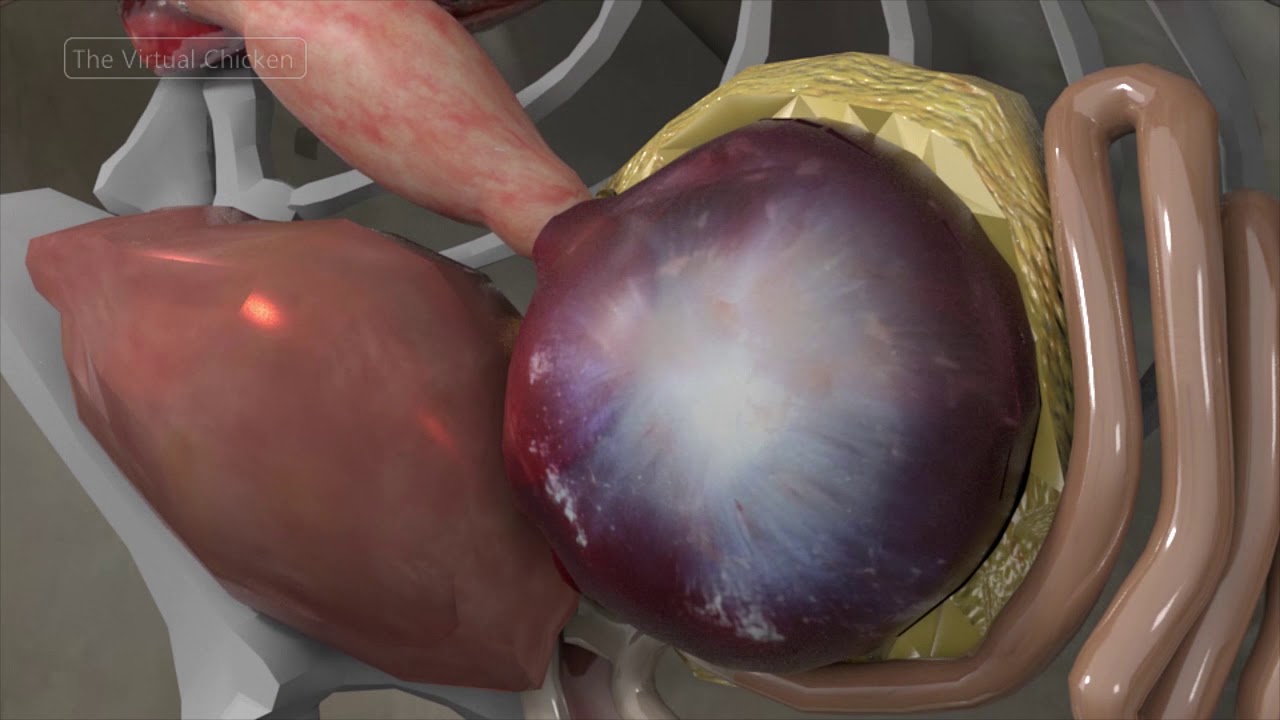 Virtual Chicken: Full Digestive System