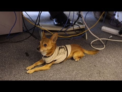 Can You Take Your Dog to Work and Still Work?
