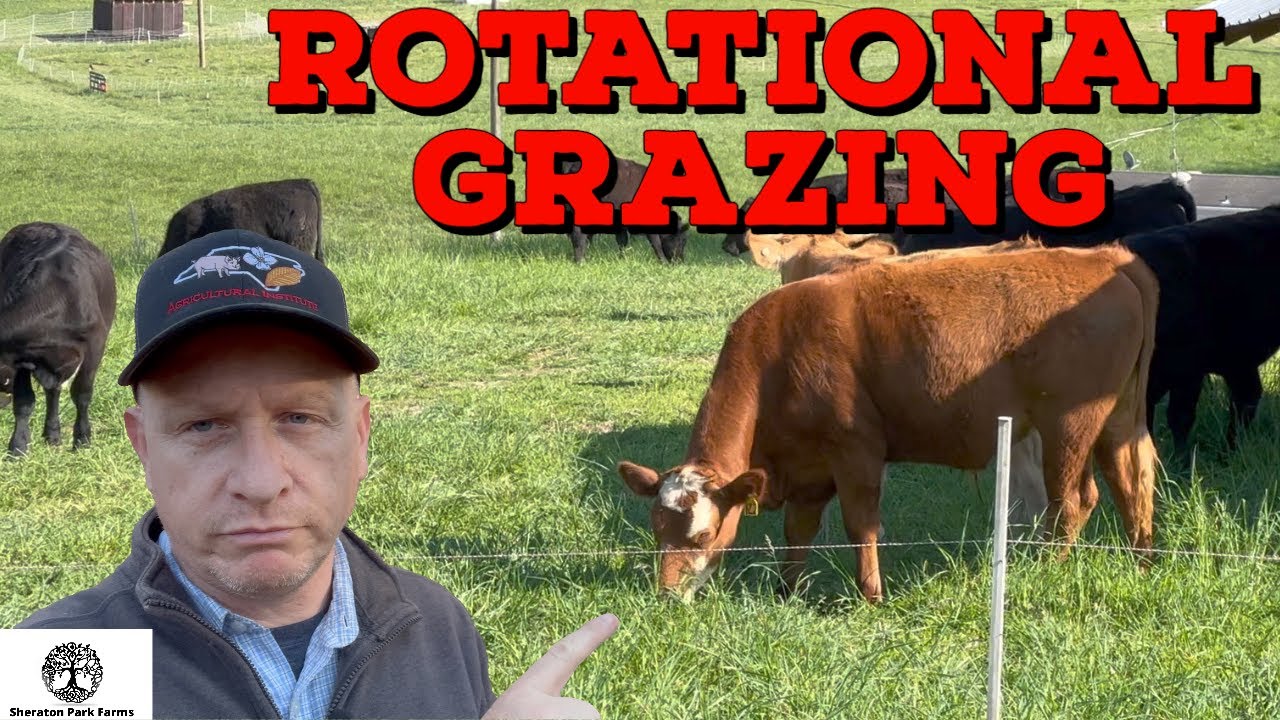 Rotational Grazing  - Adding Grass Fed Cattle To Our Farm