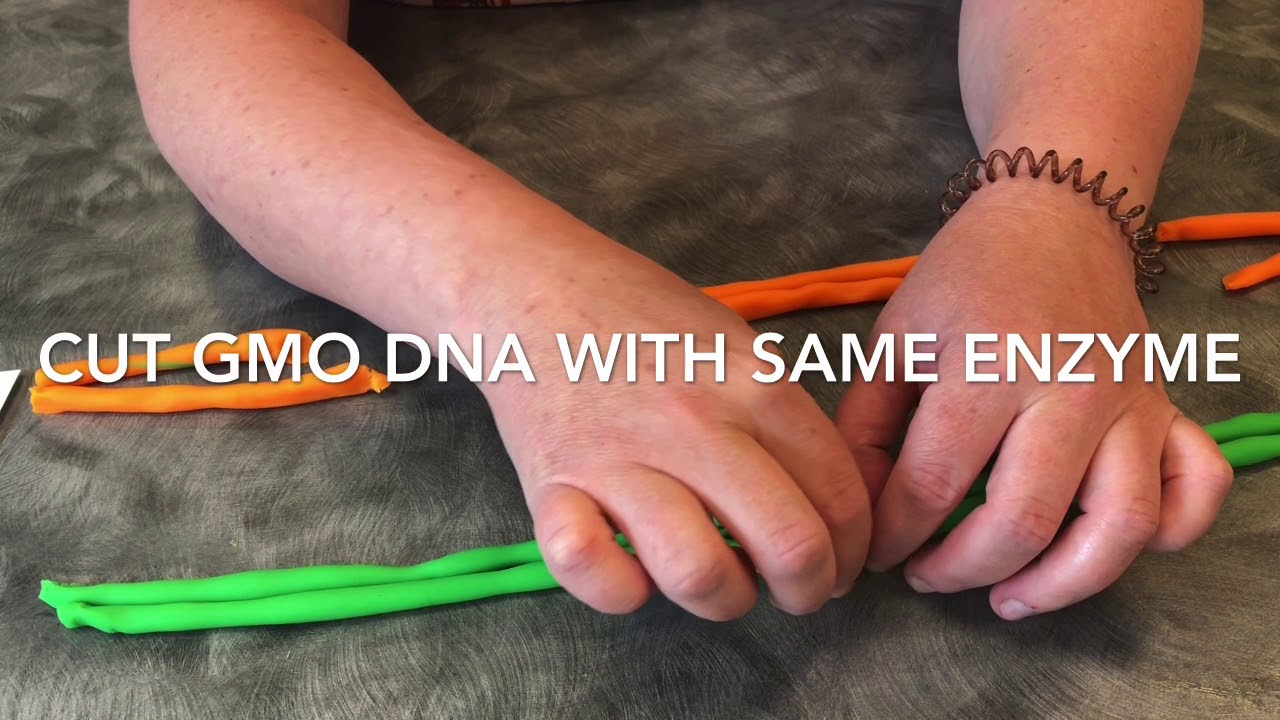 Genetic Engineering for GMO Project