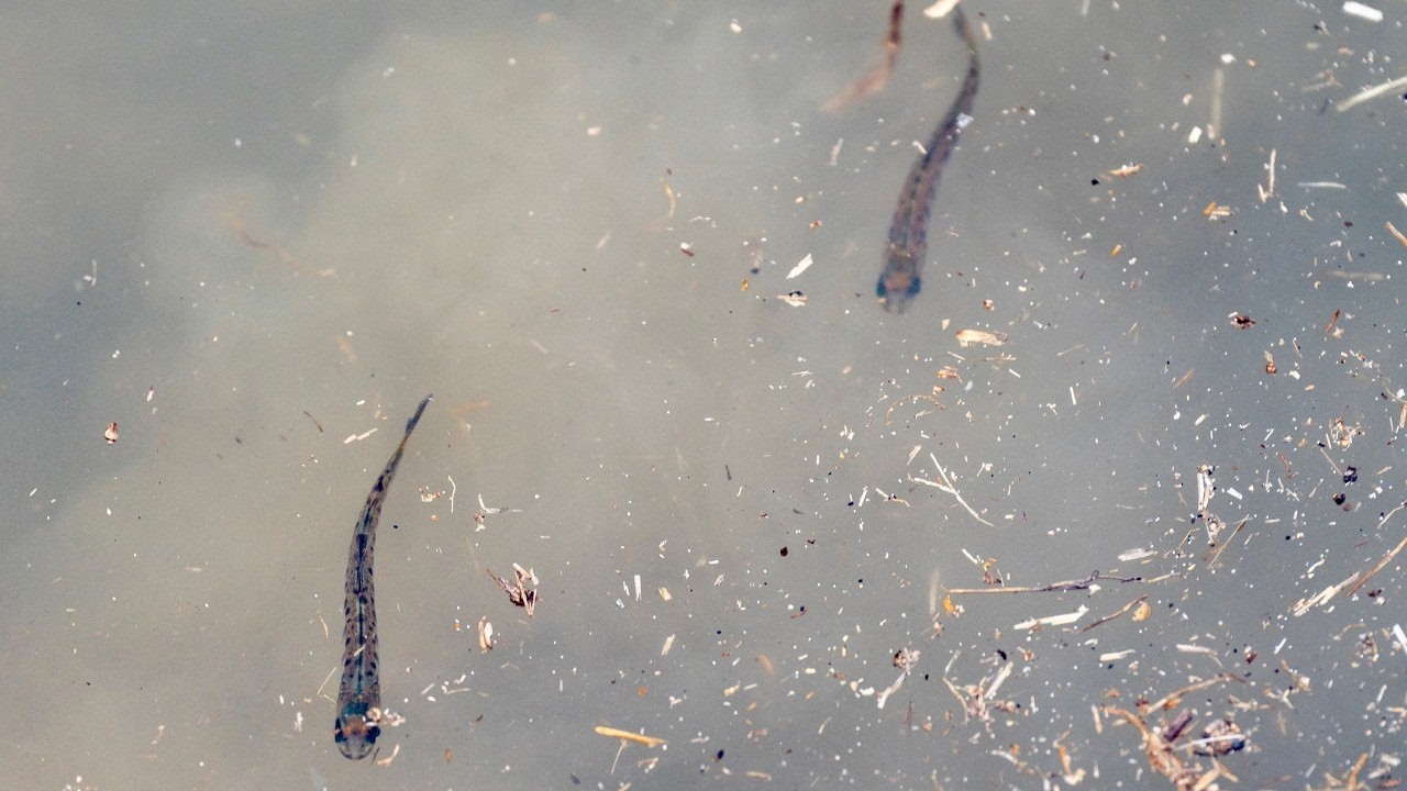 Salmon on Ricelands: Reconnecting Native Fish to Natural Food Sources