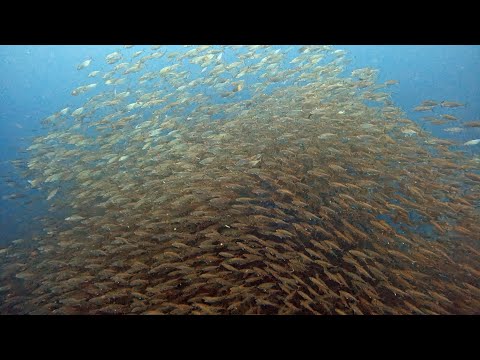 Deep Dive#2 with BAIT BALL